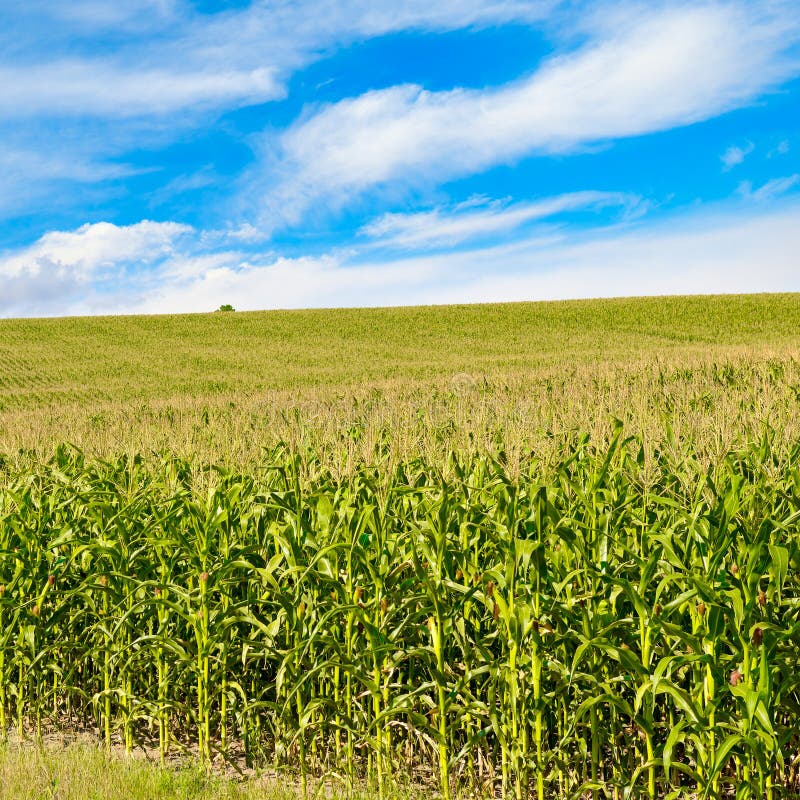 Corn Field with Ripe Ears Corn and Blue Sky Stock Photo - Image of ...