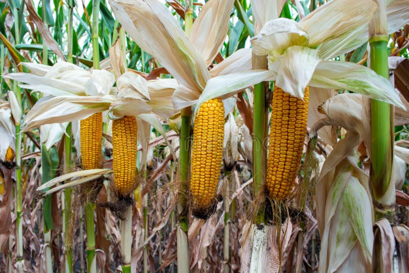 Corn in the Field during the Ripening Period. Cobs Filled with Coarse ...