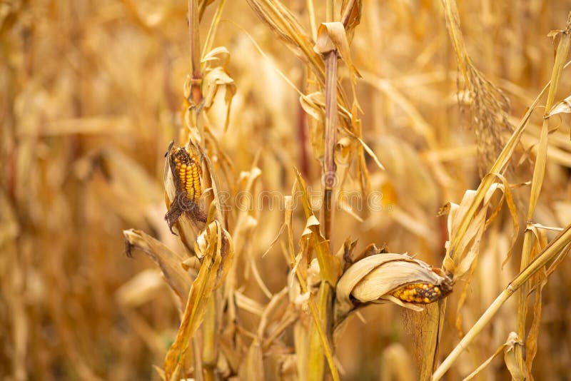 Corn Field. Ripened Dry Yellow Corn, Harvest Time Stock Image - Image ...