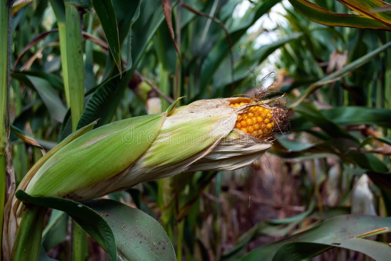 Corn in the Field during the Ripening Period. Cobs Filled with Coarse ...