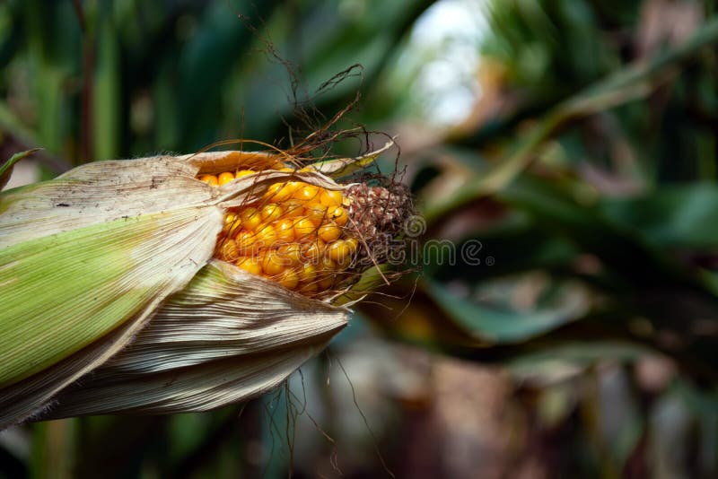 Corn in the Field during the Ripening Period. Cobs Filled with Coarse ...