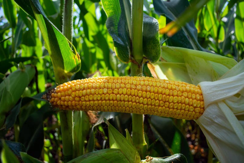 Corn in the Field during the Ripening Period. Cobs Filled with Coarse ...