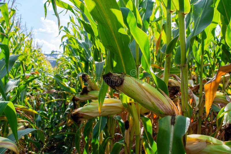 Corn in the Field during the Ripening Period. Cobs Filled with Coarse ...