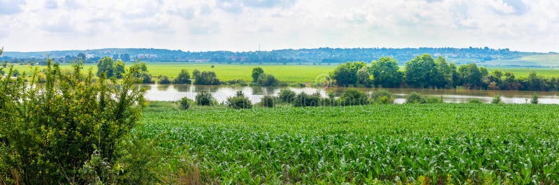 Corn Field by the River, Panorama. Growing Corn Stock Image - Image of ...
