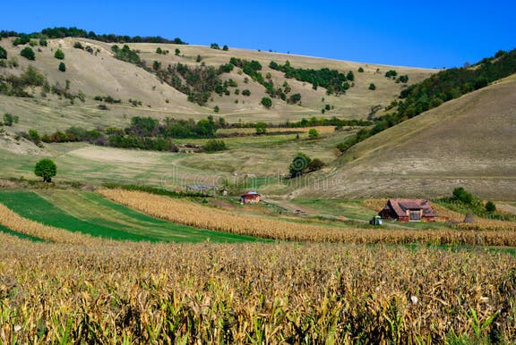 Corn field romania stock photo. Image of agriculture - 27373640