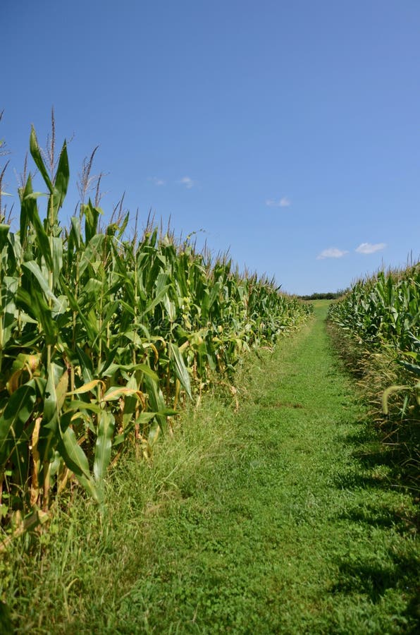 Corn Field stock image. Image of feed, summer, grassy - 124648245