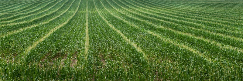 Corn Field Rows stock image. Image of pattern, seed, field - 22978769