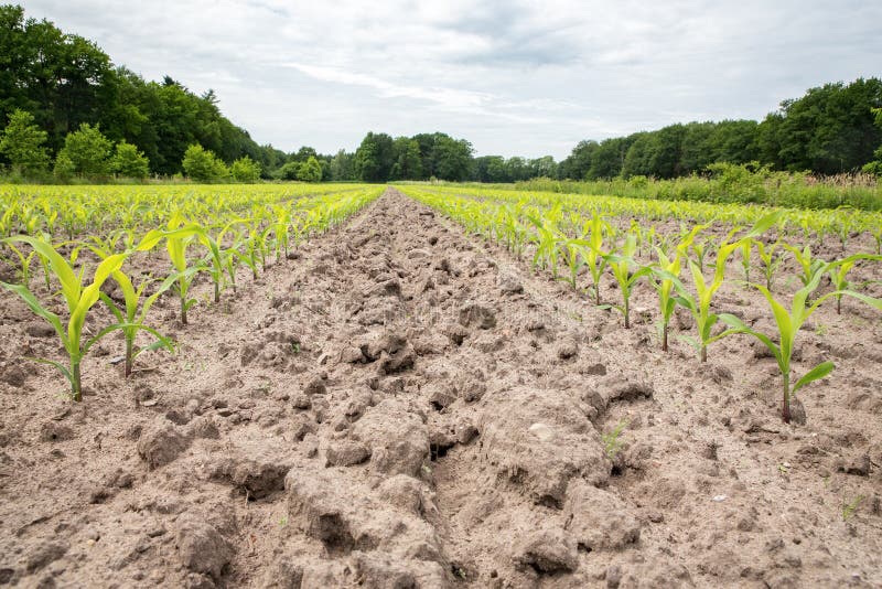 Corn Field with Rows of Maize Plants Stock Photo - Image of agrarian ...