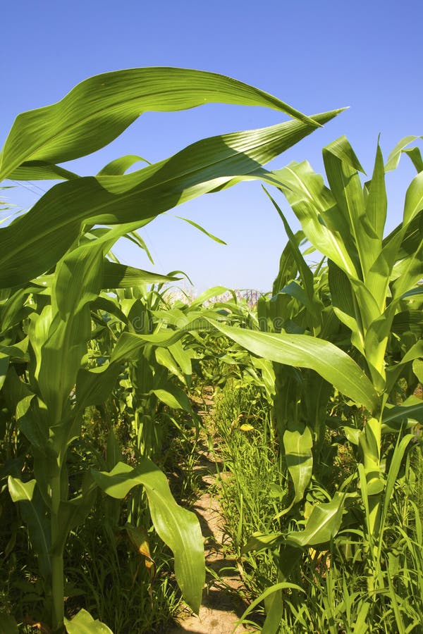 5,013 Corn Field Rows Photos - Free & Royalty-Free Stock Photos from ...