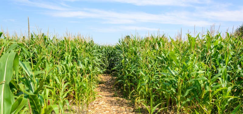 Corn Field stock photo. Image of farm, farmer, maize - 33086774