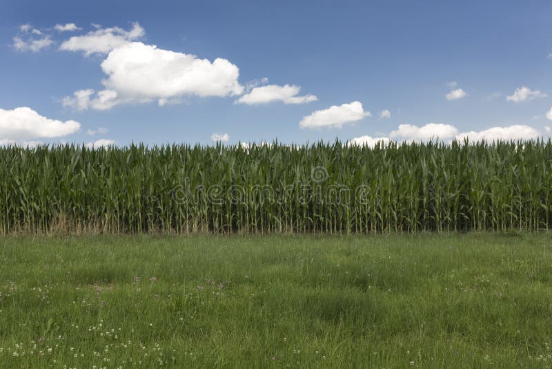 Corn Field in Bavaria (Germany) after Harvesting Stock Image - Image of ...