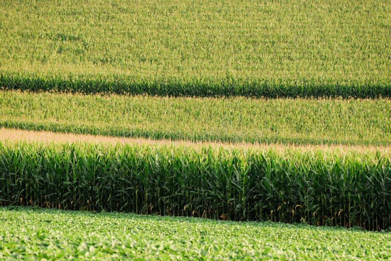 Corn Field in Rural York County, Pennsylvania Stock Image - Image of ...