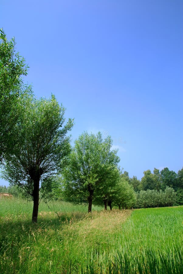 Corn field, rye grain stock image. Image of azure, cultivate - 3500107
