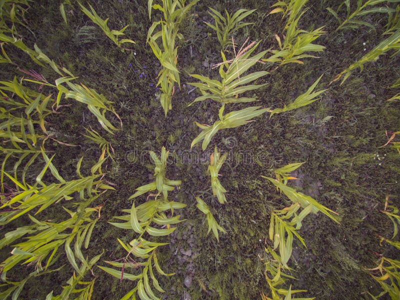 Aerial View Top View of Green Corn Plants in a Corn Field Stock Image ...