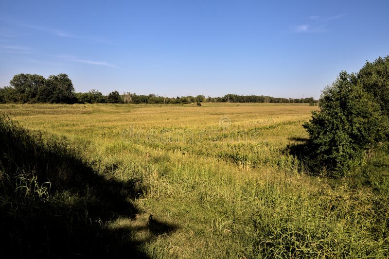 Corn Field Seen from Above an Embankment on a Clear Day at Sunset Stock ...