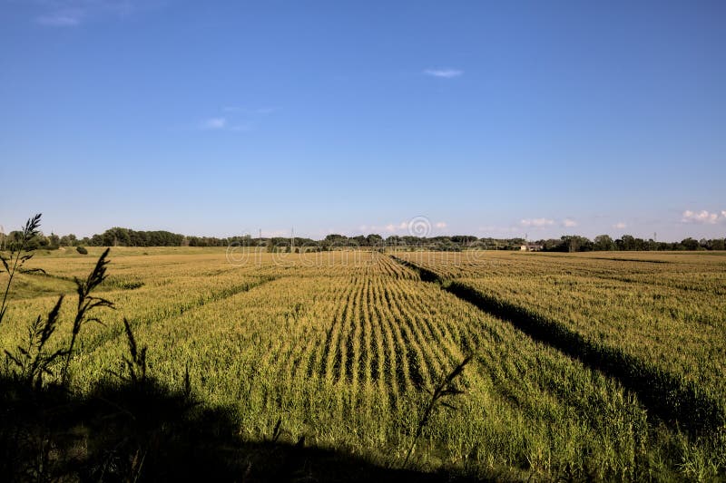 Corn Field Seen from Above an Embankment on a Clear Day at Sunset Stock ...