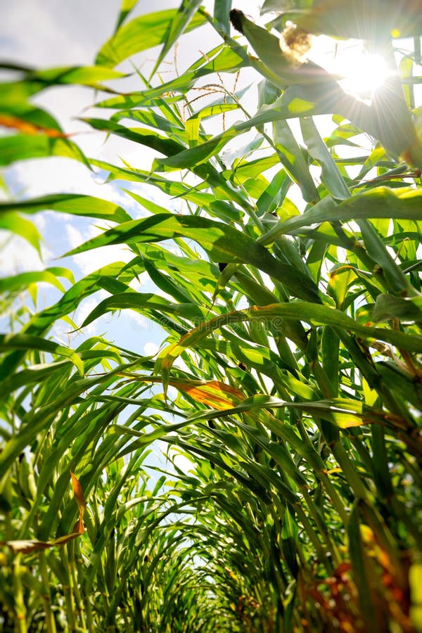Corn Field Seen from Inside the Rows Stock Image - Image of cornfield ...