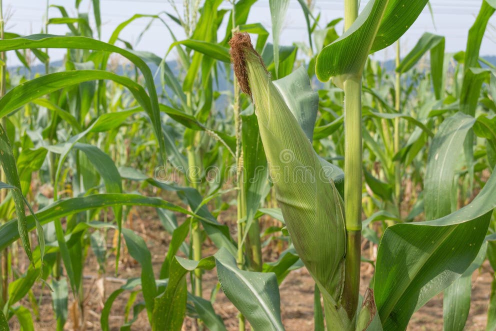 Corn Field ( Shallow Depth of Field ) Stock Photo - Image of depth ...