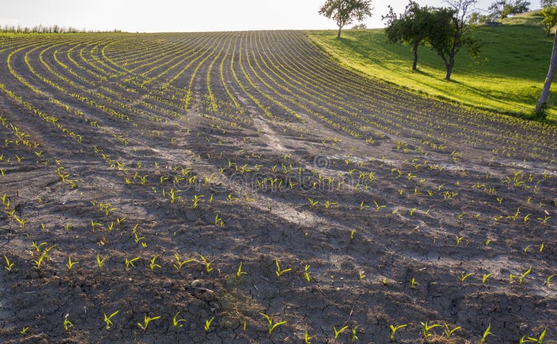 Corn Field Shoot Against the Sun Stock Image - Image of spring, field ...