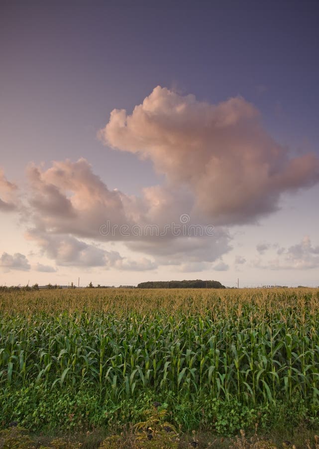 Metal Silos in a Corn Field Stock Photo - Image of store, agriculture ...