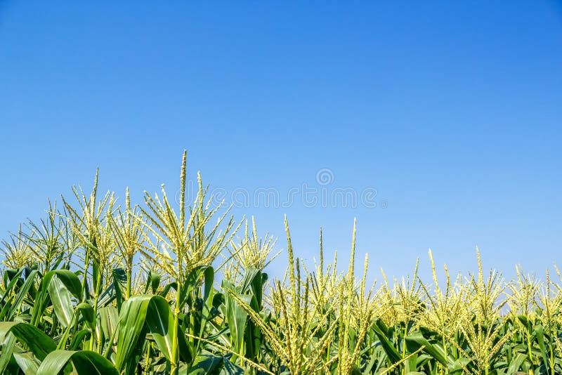 Corn field on sky stock image. Image of nature, sunlight - 111497919