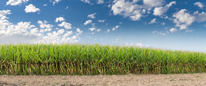 Corn Field with Sky Panorama Stock Photo - Image of fresh, ripe: 6143382