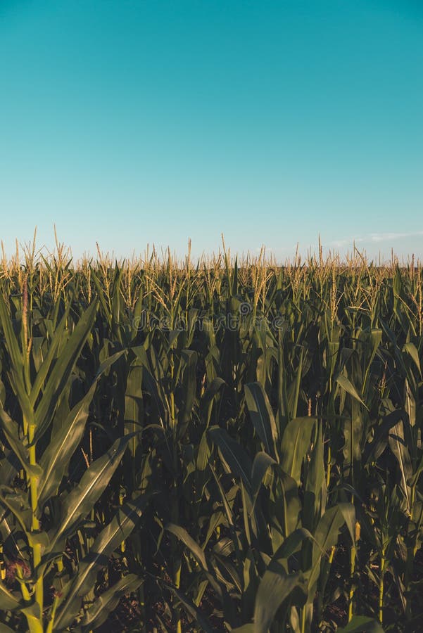 Corn Field and Sky Vertical Image Stock Image - Image of harvesting ...