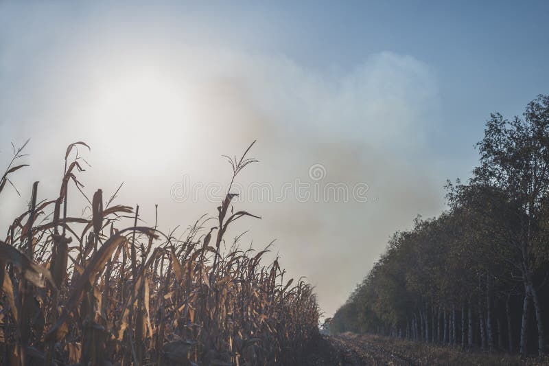 Corn Field after Irresponsibly Burnt , Destroyed and Turned To Ashes ...