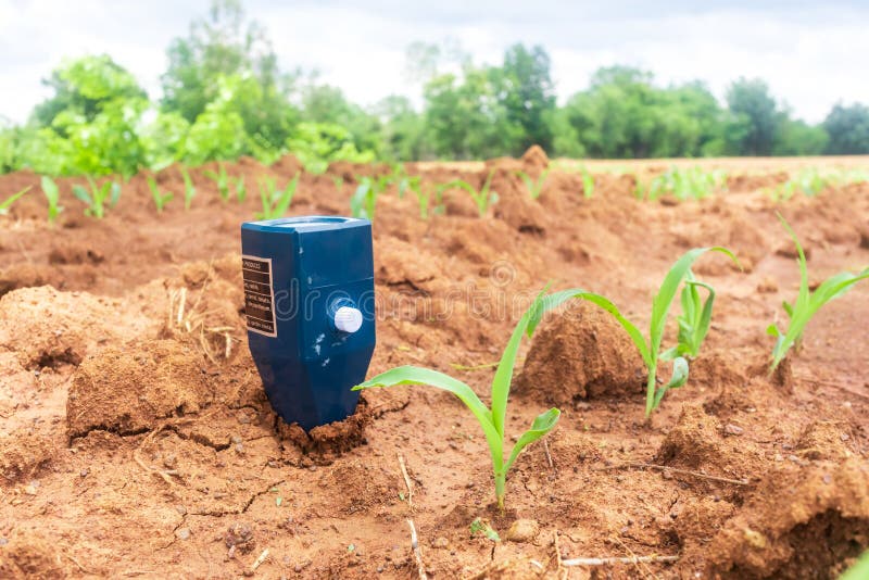 Corn Field and Soil Meter Measured Stock Photo - Image of scale, garden ...