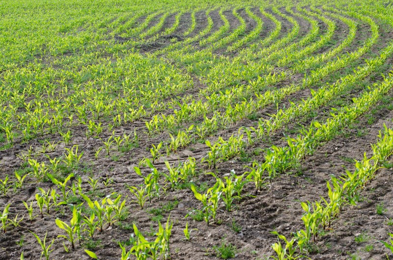Corn field stock photo. Image of rows, soil, agriculture - 56716592