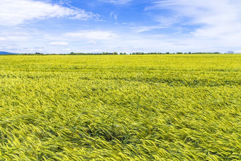 Corn field stock photo. Image of landscape, horizon, environment - 40720572