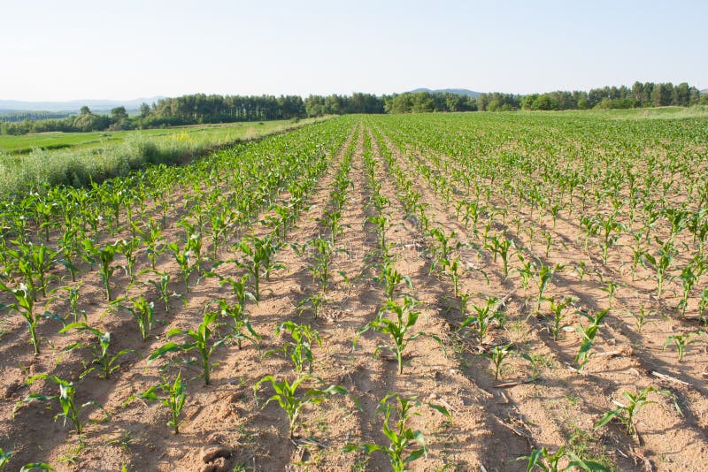 Corn field stock image. Image of planting, corn, people - 41710315