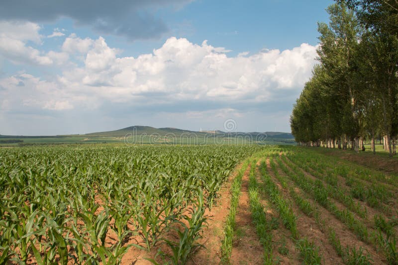 Corn field stock image. Image of china, brightly, landscaped - 41957701