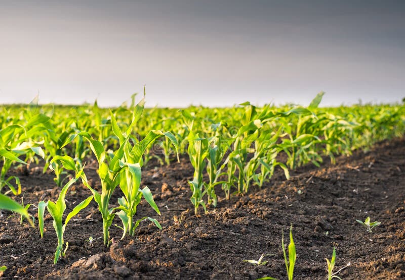 Corn field in spring stock photo. Image of growing, nature - 65420344