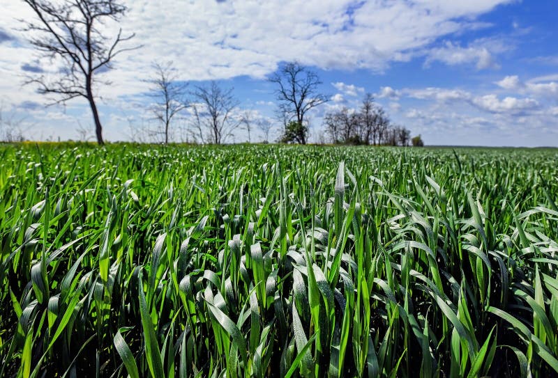 Corn field in spring time stock photo. Image of outdoor - 278050950