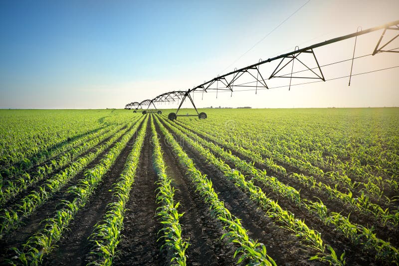 Corn Field in Spring with Watering System Stock Image - Image of ...
