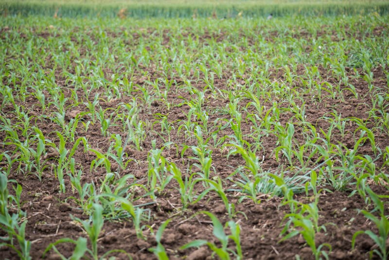 Corn field stock image. Image of meadow, farm, land - 116880039