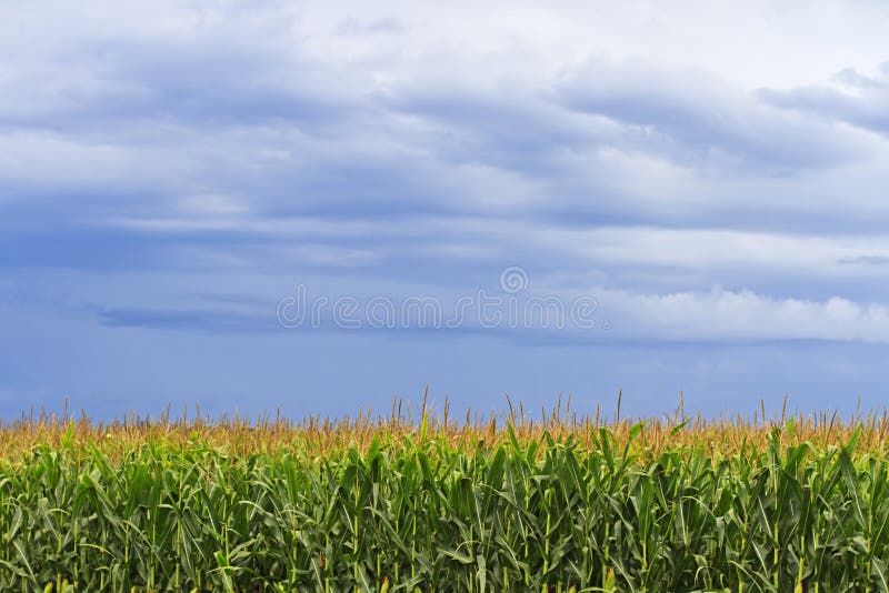 Corn Field Storm Clouds Overhead Stock Photos - Free & Royalty-Free ...