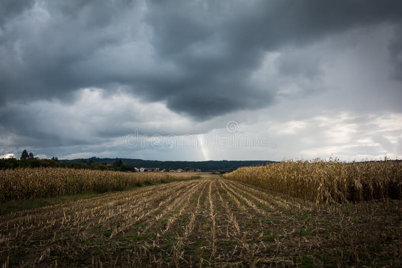 Corn Field before the Storm Stock Image - Image of cloud, clouds: 66676049