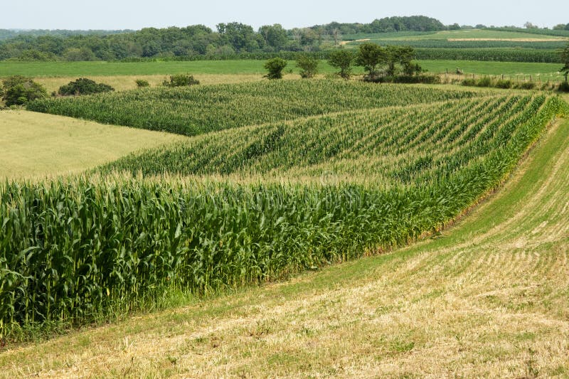 Corn Field Rows on a Hillside in the Summer Stock Image - Image of ...