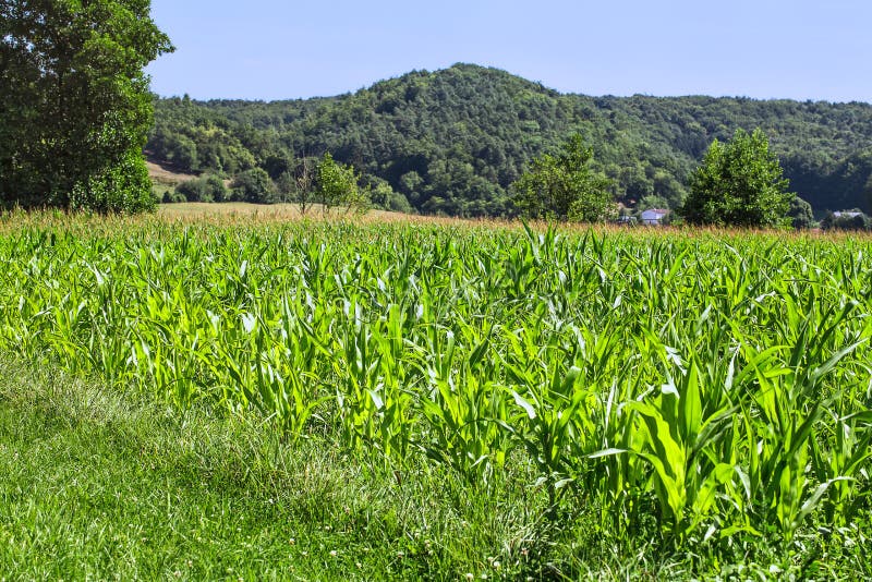 Corn field stock photo. Image of natural, countryside - 32968660