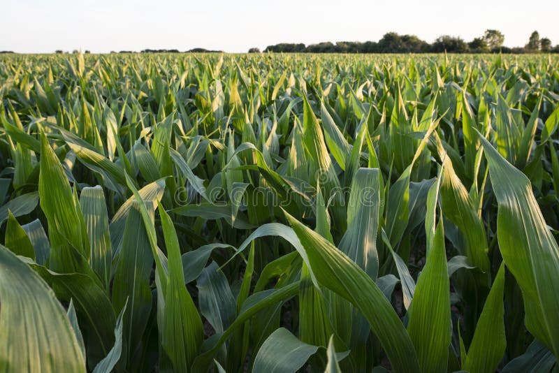 Corn field in summer stock photo. Image of agricultural - 152679864