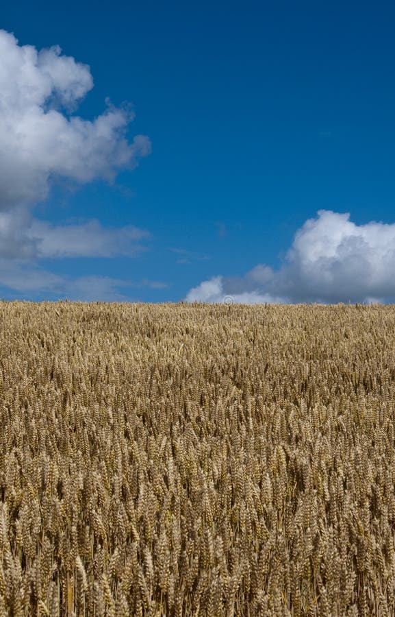 Corn field stock image. Image of farming, horizon, clouds - 34457565