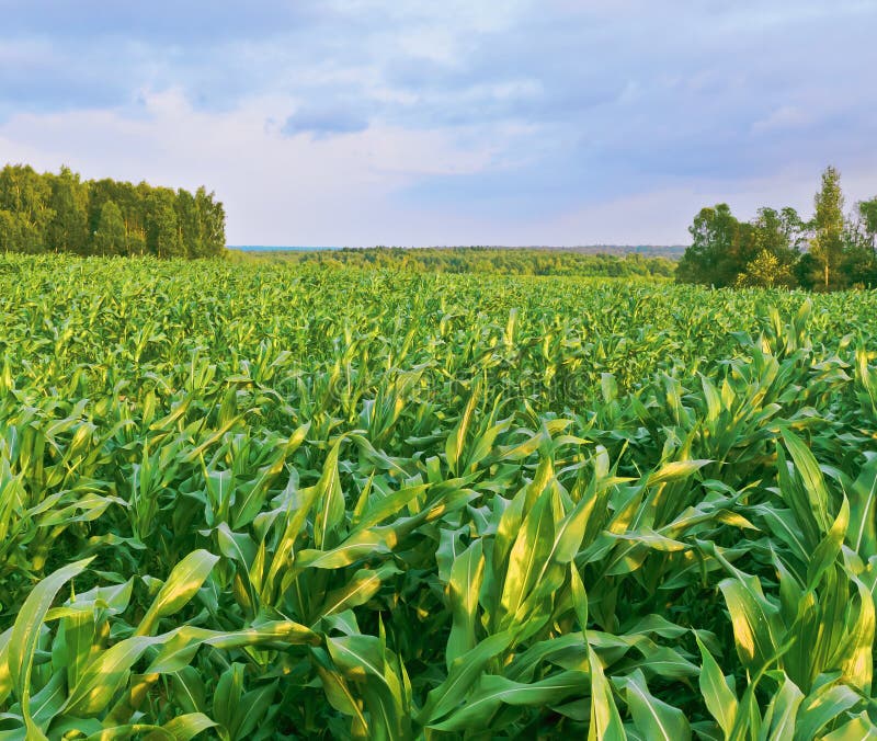 Corn field stock image. Image of evening, corn, herb - 48370563