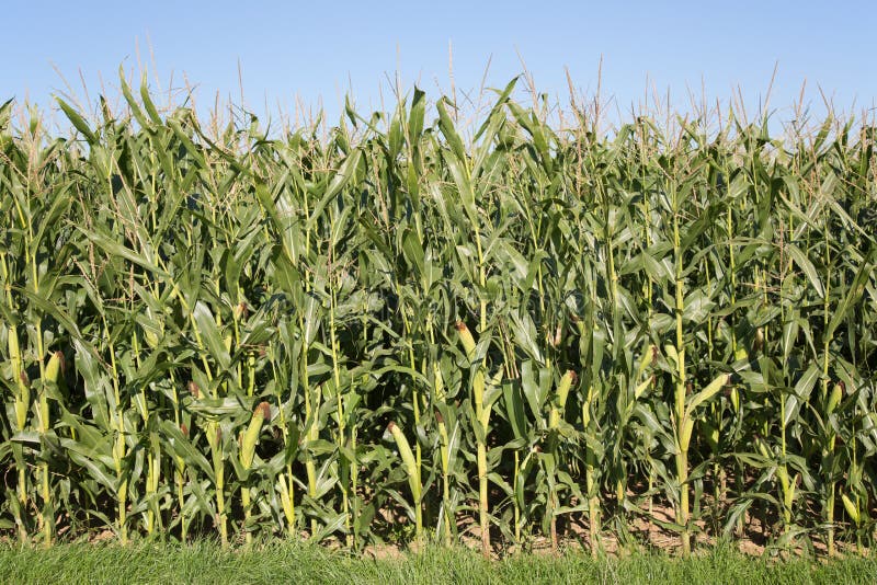 Corn Field in Summer before Harvest Stock Image - Image of cereal ...