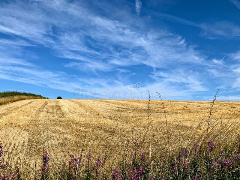 Corn Field stock image. Image of hedge, summer, crops - 392285373