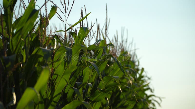 Corn Field in Summer. Corn Leaves Move in the Wind. Corn Grows in the ...