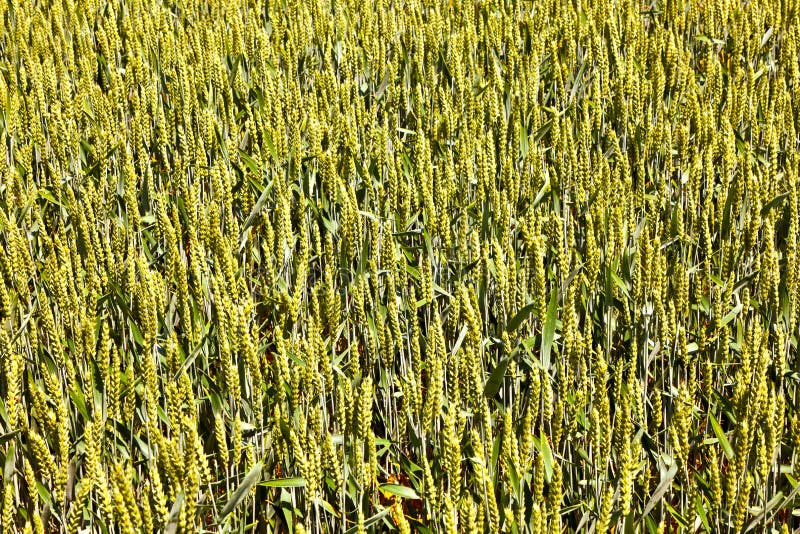 Corn field in summer stock image. Image of pattern, cornfield - 55415755