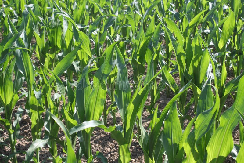 Corn field in the summer stock image. Image of corn - 151620091