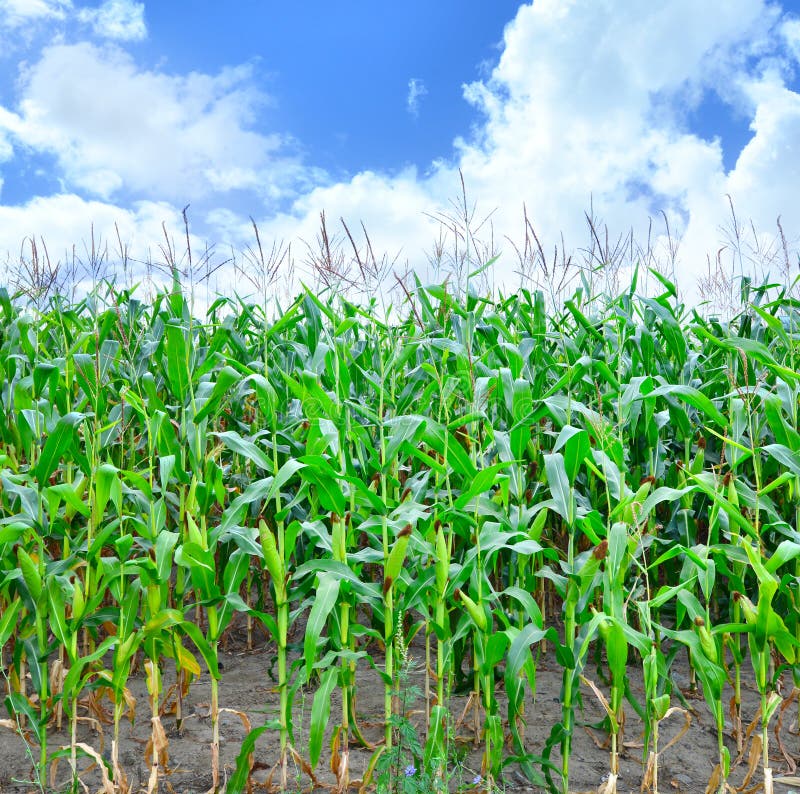 Corn field stock photo. Image of blue, land, cloudscape - 60139178